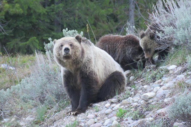 Grand Teton National Park - Full-Day Guided Tour from Jackson Hole - The Essentials of the Tour: Who, What, and Why?
