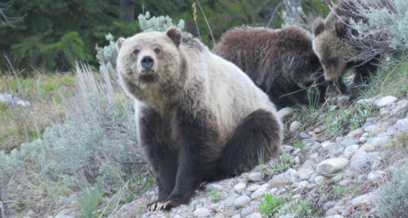 Grand Teton National Park: Full-Day Tour with Boat Ride - FAQs