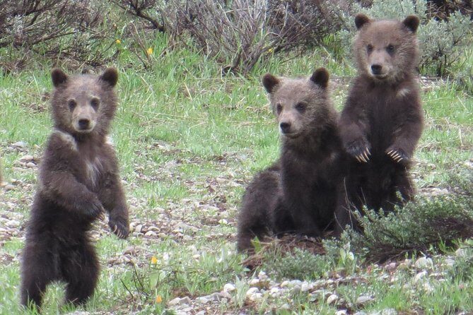 Grand Teton National Park - PRIVATE Full-Day Tour from Jackson Hole - Summary of the Itinerary