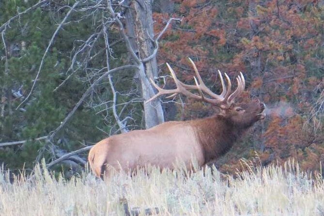 Grand Teton National Park - PRIVATE Full-Day Tour from Jackson Hole - FAQs