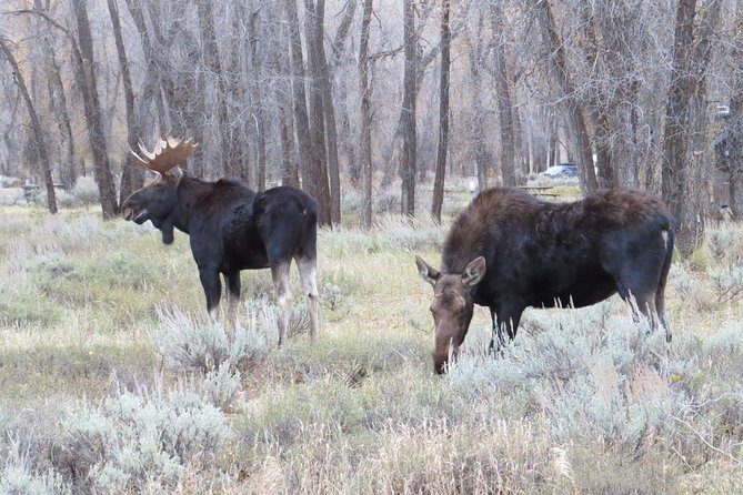 Grand Teton National Park - PRIVATE Sunrise Tour from Jackson Hole - An In-Depth Look at the Grand Teton Sunrise Tour