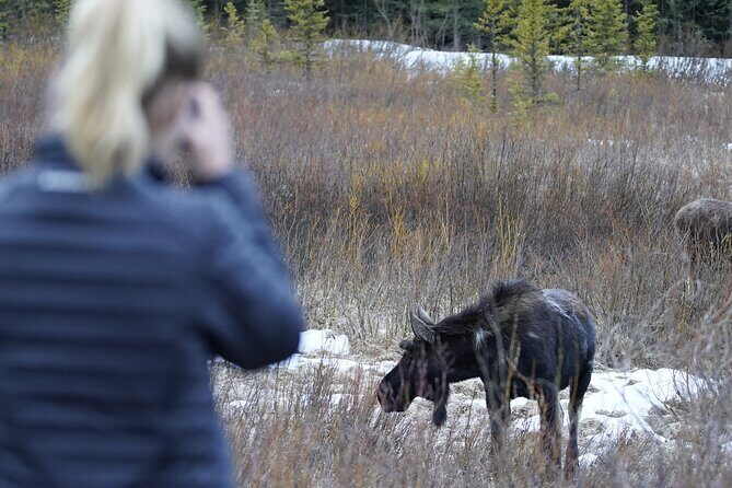Grand Teton National Park Private Wildlife Safari - Full Day - Introduction: Why This Tour Might Be Your Best Choice