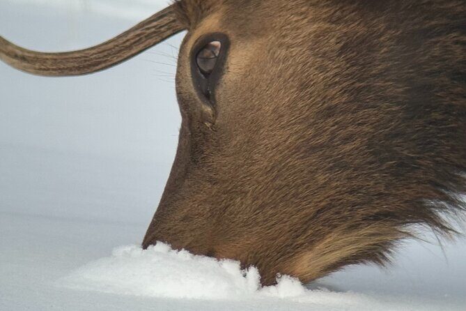 Grand Teton National Park Private Wildlife Safari - Full Day - The Experience: What Travelers Are Saying