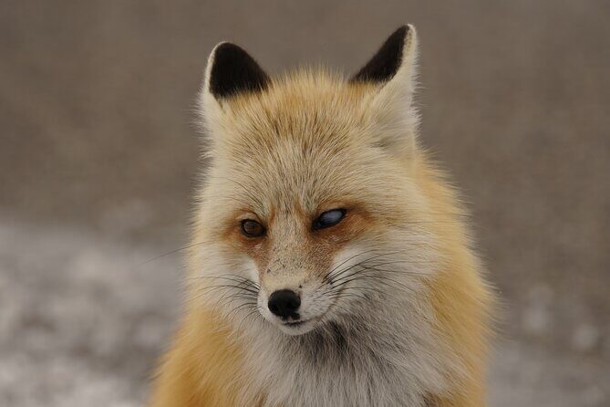 Grand Teton National Park Private Wildlife Safari - Full Day - How Does It Compare in Value?