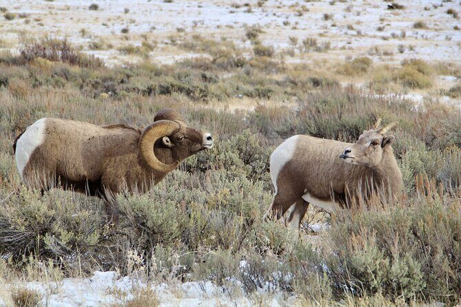 Grand Teton National Park Private Wildlife Safari - Full Day - The Sum Up