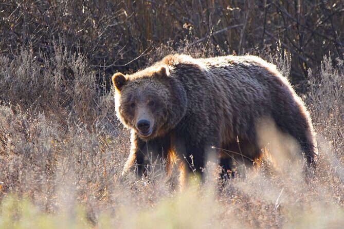Grand Teton National Park Private Wildlife Safari - Full Day - FAQ