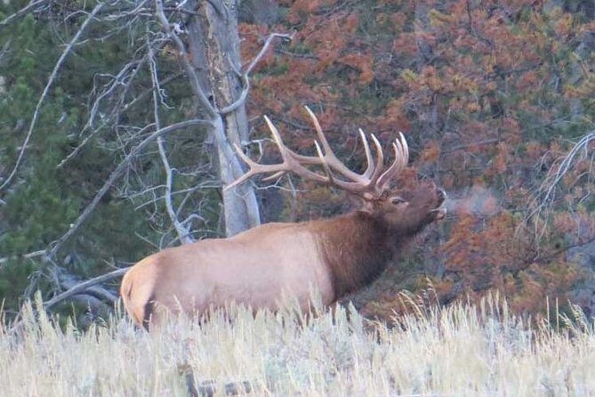 Grand Teton National Park - Sunrise Tour from Jackson Hole - Frequently Asked Questions