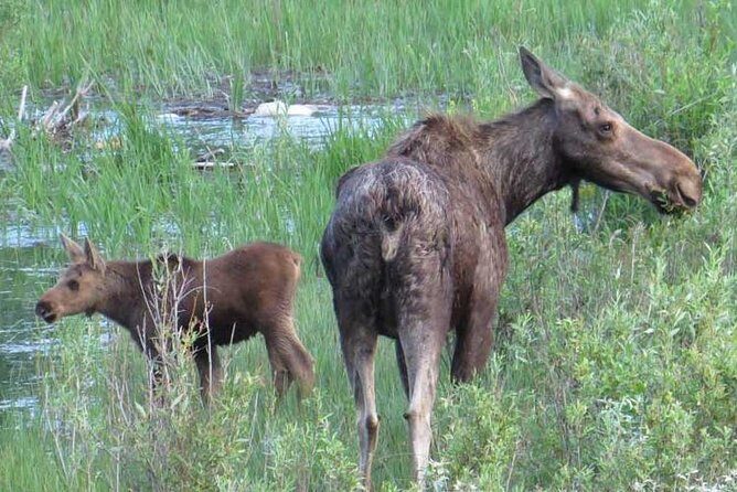 Grand Teton National Park - Sunset Guided Tour from Jackson Hole - Authentic Perspectives from Past Travelers