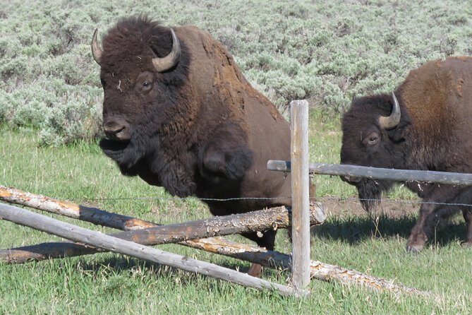 Grand Teton National Park - Sunset Guided Tour from Jackson Hole - Who Will Love This Tour?