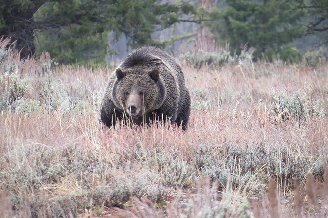 Grand Teton National Park - Sunset Guided Tour from Jackson Hole - The Sum Up: The Best of Grand Teton with a Sunset Twist