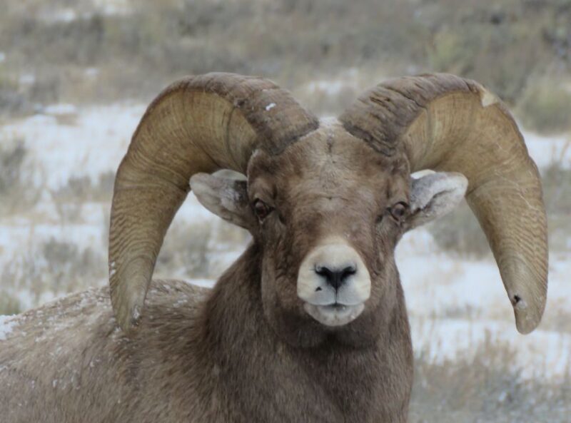 Grand Teton National Park: Wildlife Tour and Sleigh Ride - The Experience—What to Expect and Why It Matters