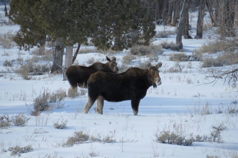 Grand Teton National Park: Wildlife Tour and Sleigh Ride - Who Will Love This Tour?