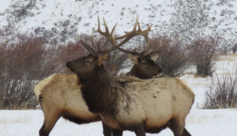Grand Teton National Park: Wildlife Tour and Sleigh Ride - FAQ