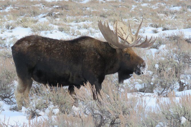 Grand Teton Park & Jackson Hole - PRIVATE Full-Day Wildlife Tour - FAQs
