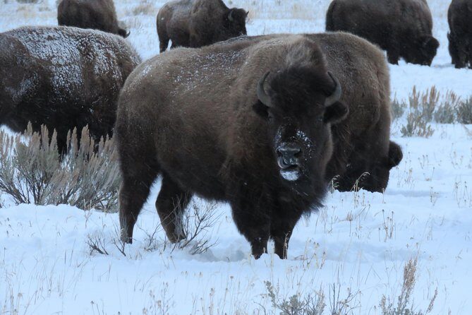Grand Teton Park & Jackson Hole - PRIVATE Morning Wildlife Tour - Why Consider This Tour?