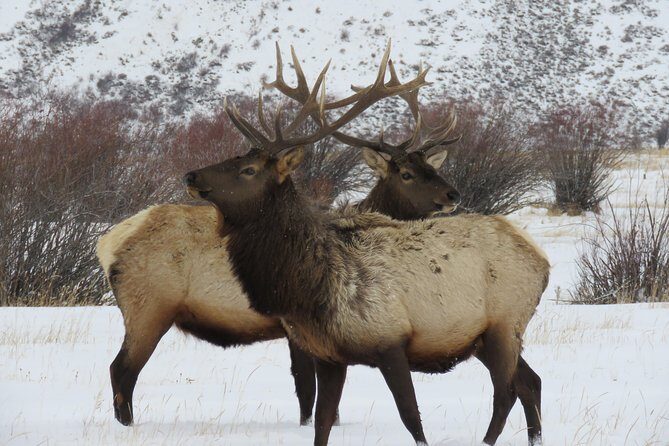 Grand Teton Park & Jackson Hole - PRIVATE Morning Wildlife Tour - Detailed Breakdown of the Itinerary