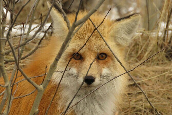 Grand Teton Park & Jackson Hole - PRIVATE Morning Wildlife Tour - What’s Included and What to Expect?