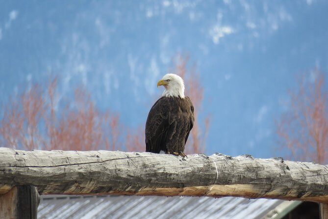 Grand Teton Park & Jackson Hole - PRIVATE Morning Wildlife Tour - The Experience: What Travelers Say