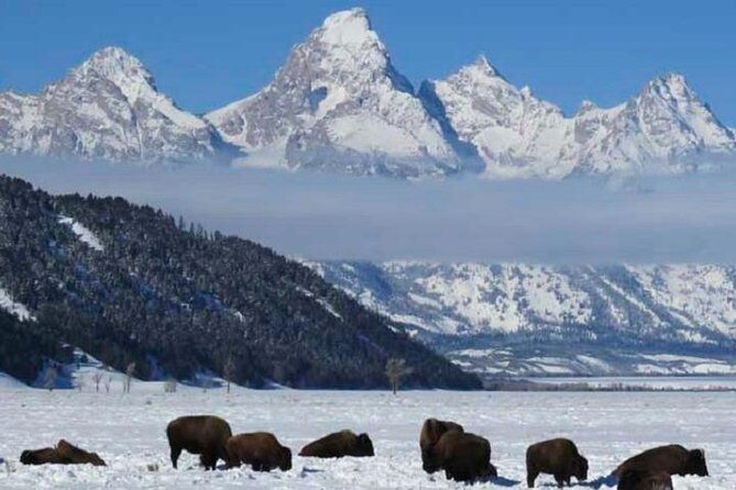 Grand Teton Park & Jackson Hole - PRIVATE Morning Wildlife Tour - Practical Tips