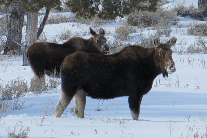 Grand Teton Park & Jackson Hole - PRIVATE Morning Wildlife Tour - The Sum Up