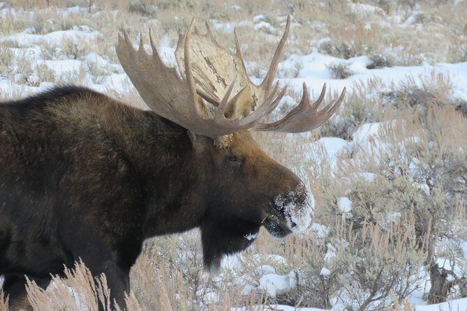 Grand Teton Park & Jackson Hole - PRIVATE Morning Wildlife Tour - FAQ