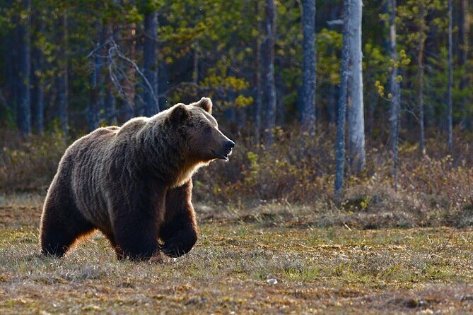 Grand Teton: Private Sunrise Tour - The Allure of a Sunrise Tour in the Grand Teton