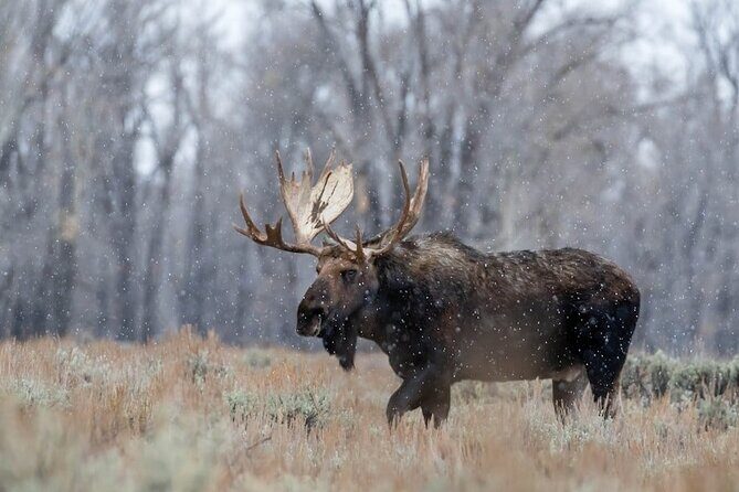 Grand Teton Private Winter Tour - The Sum Up: Who Will Enjoy This Tour?