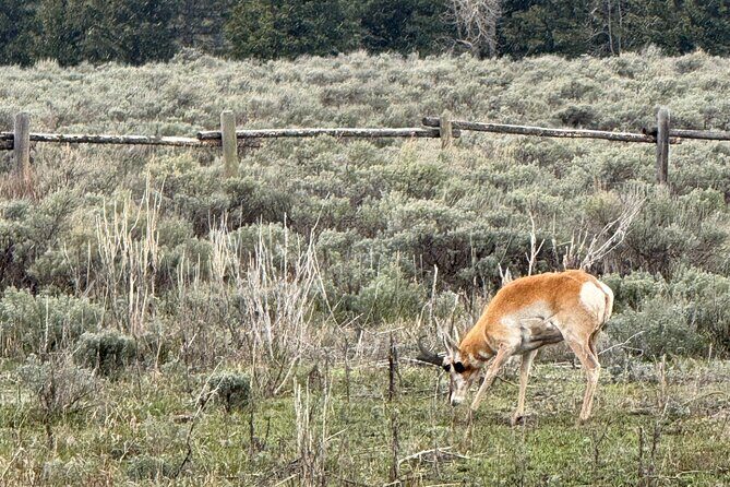 Grand Teton Sunrise Scenic Tour - Why the Grand Teton Sunrise Tour Matters