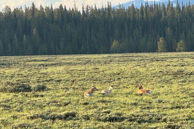 Grand Teton Sunrise Scenic Tour - Authentic Experiences and What Travelers Say