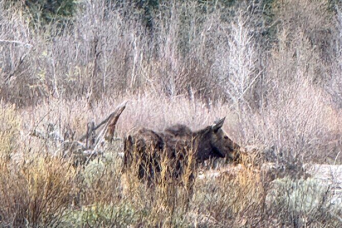 Grand Teton Sunrise Scenic Tour - Who Should Consider This Tour?