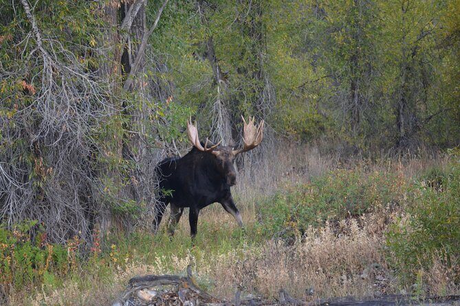 Grand Teton Sunset Tour with Wildlife Viewing and Snacks - A Detailed Look at the Tour Itself