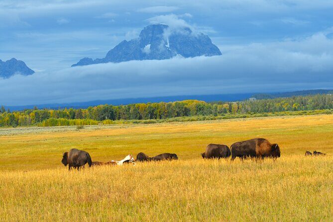 Grand Teton Sunset Tour with Wildlife Viewing and Snacks - Final Thoughts: Who Is This Tour Best For?
