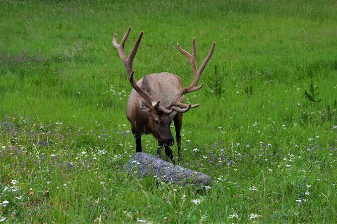 Grand Teton Sunset Tour with Wildlife Viewing and Snacks - Frequently Asked Questions (FAQs)