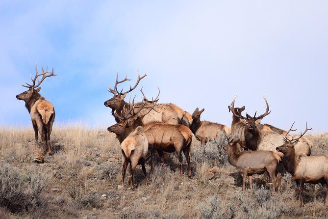 Grand Teton Wildlife Safari in a Enclosed or Open-Air Vehicle (season dependent) - What Past Travelers Say