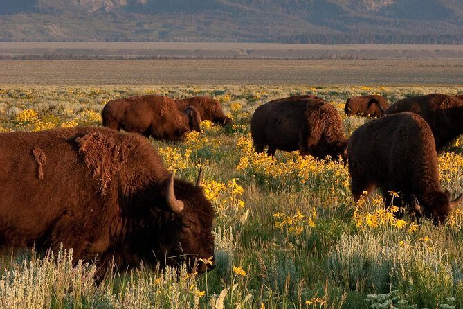 Grand Teton Wildlife Safari Tour - An In-Depth Look at the Grand Teton Wildlife Safari Tour