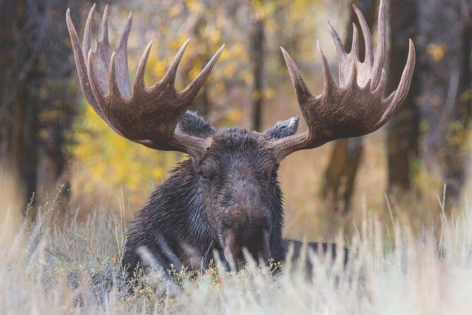 Grand Teton Wildlife Safari Tour - Crafting Your Perfect Day in the Tetons