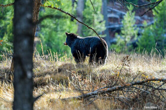Grand Teton, Yellowstone, Devils Tower and Mount Rushmore 7-day Tour - FAQs