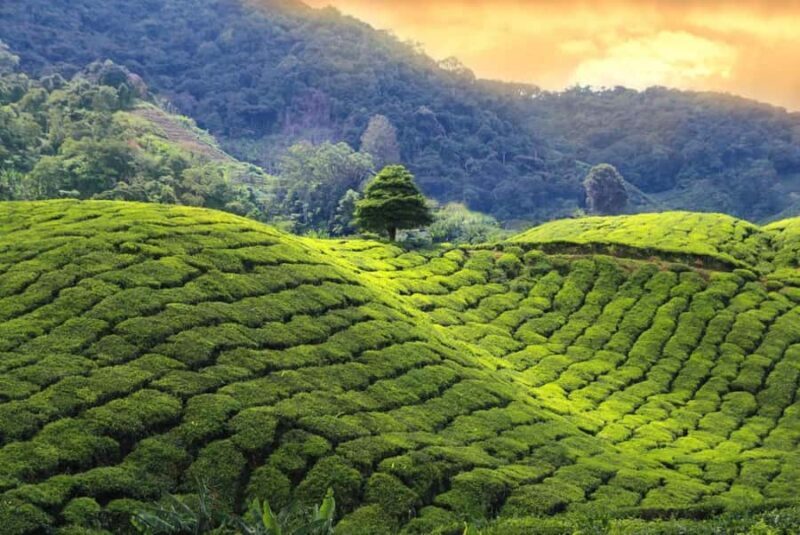 Grand Trek: 20-Day Guided Pekoe Trail with Hotels &Transfers - The Itinerary Breakdown