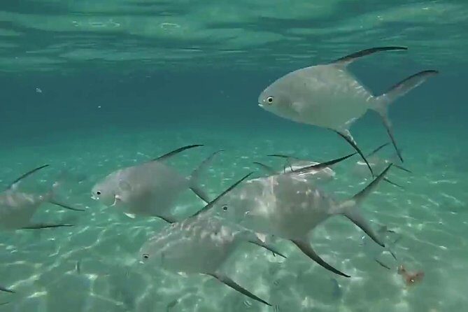 Grand Turk - Amazing Wall Snorkeling Tour - Authenticity and Guest Experience