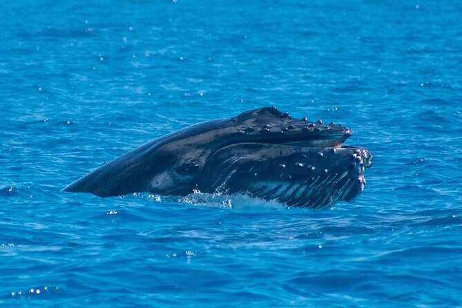 Grand Turk: Whale Watching - Final Thoughts