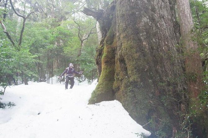 Granite Obelisk in Yakushima Full-Day Trekking Tour - First Impressions: Who is this tour for?