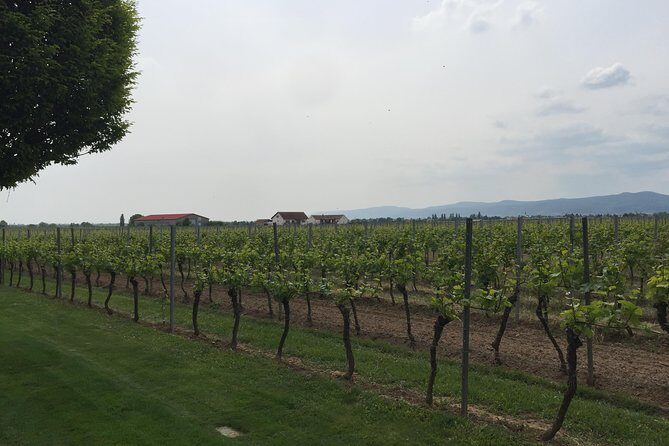 Grape Day out Pfalz to taste cracking Red wines & Riesling - Why Choose the Grape Day Out Pfalz Tour?