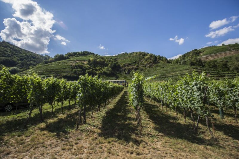 Grape Grazing: Wachau Valley Winery Biking Tour - What Makes the Experience Stand Out