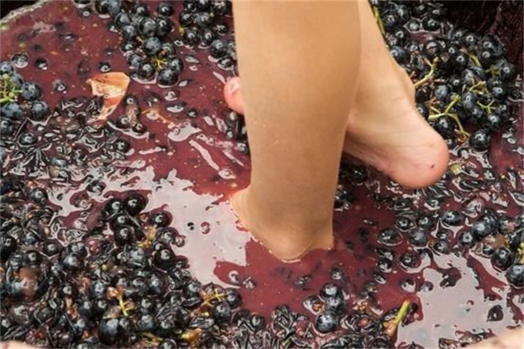 Grape Stomping in Provence - What You Can Expect During This 3-Hour Tour