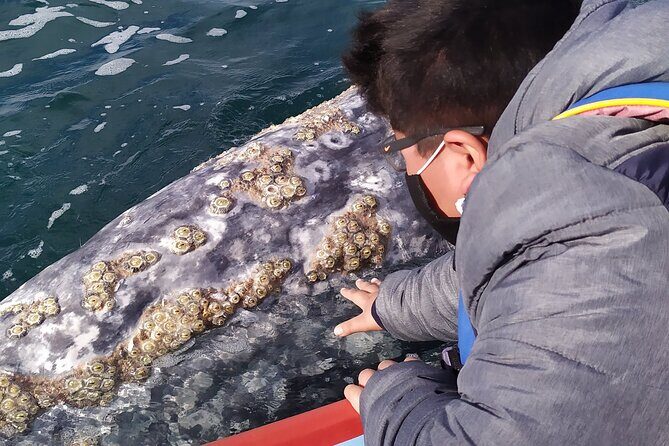 Gray Whale Sighting in López Mateos - What to Expect from the Tour