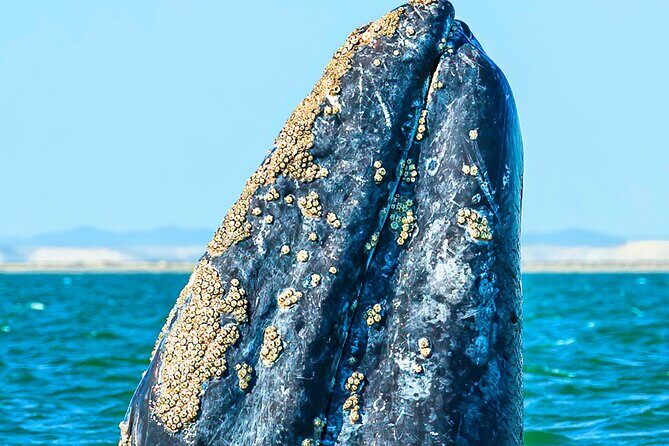 Gray Whale Sighting in López Mateos - Practical Considerations