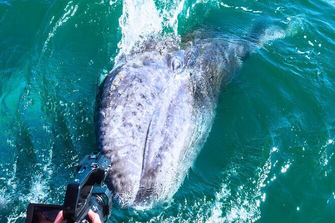 Gray Whale Sighting in López Mateos - Who Will Enjoy This Tour?