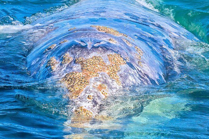 Gray Whale Sighting in López Mateos - Final Thoughts