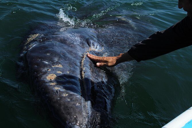 Gray Whale-Watching 2-Day Experience in Magdalena Bay - An In-Depth Look at the Magdalena Bay Whale-Watching Tour