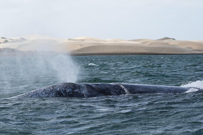 Gray Whale-Watching 2-Day Experience in Magdalena Bay - FAQs